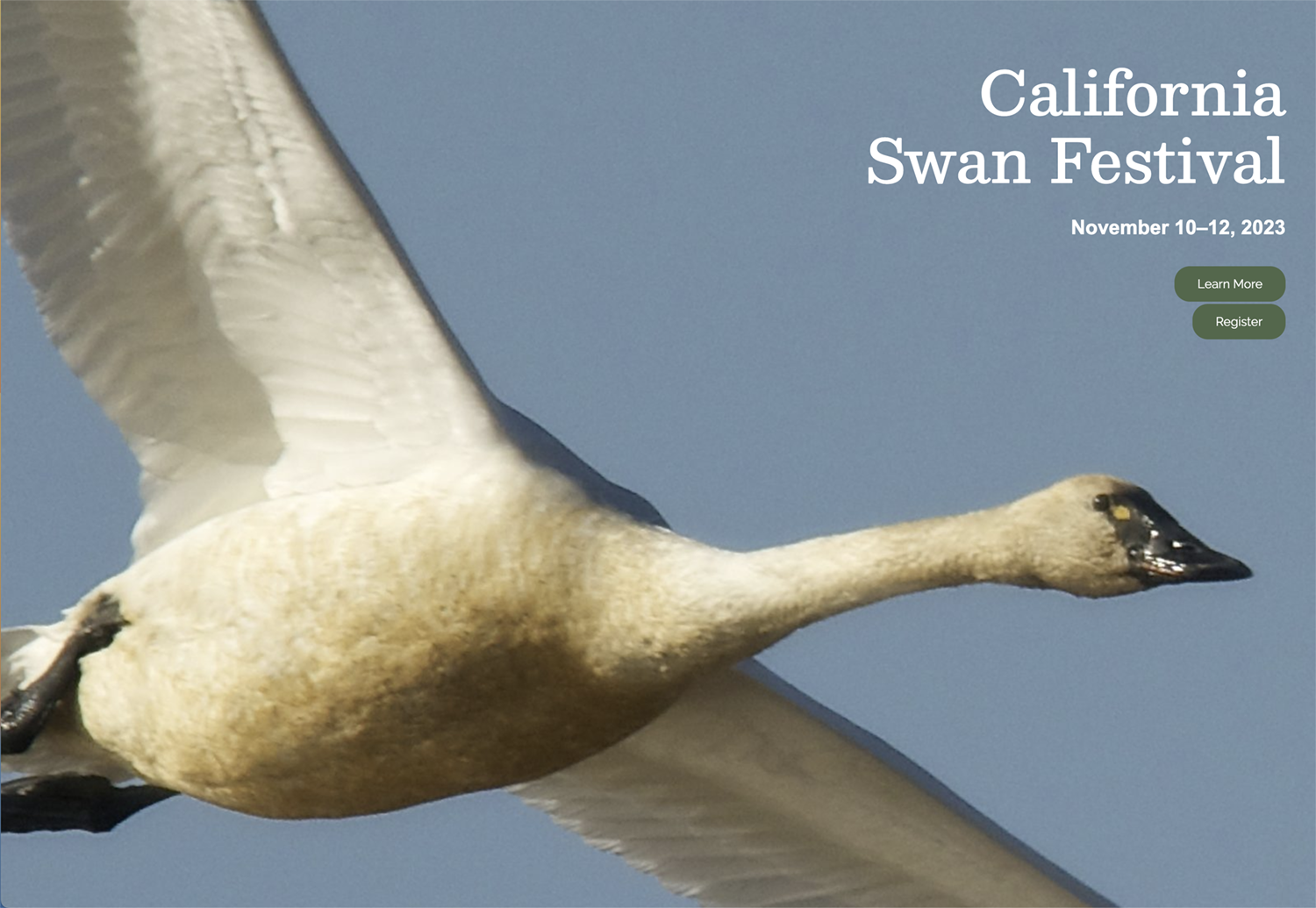 California Swan Festival - Sutter Buttes Regional Land Trust